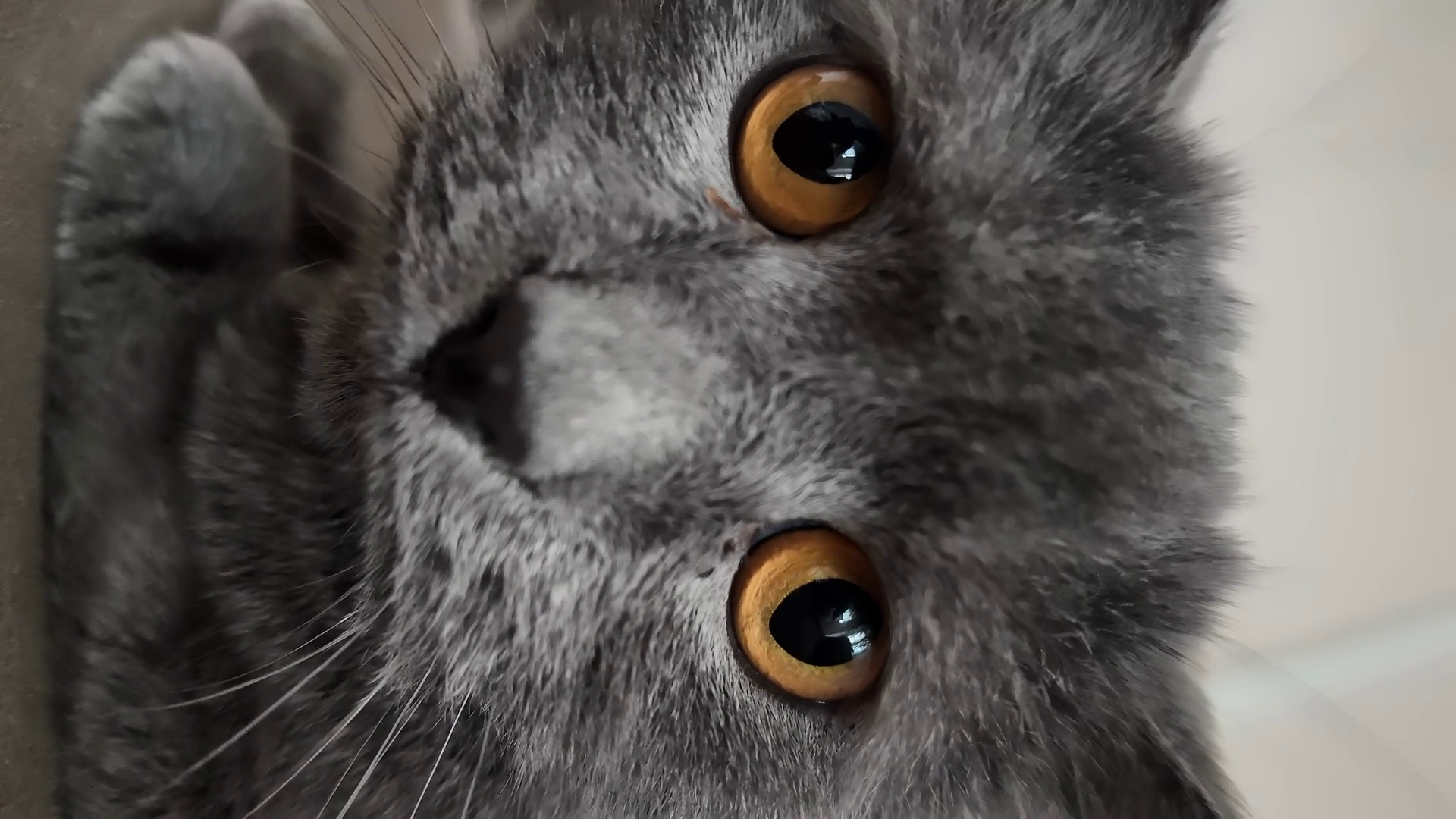Close Up Black Biritsh Fold Cat At Home Stock Footage SBV-352365797 ...