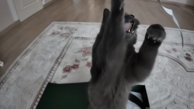 Cat Funny Stock Footage: Royalty-Free Video Clips - Storyblocks
