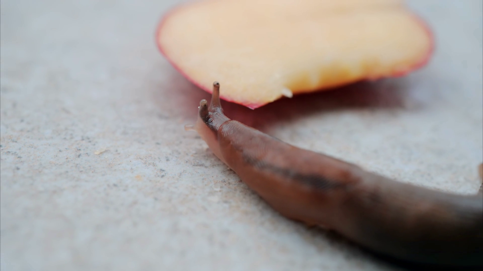 Close Up Of Slug Moving On Ground Eating Stock Footage SBV-352291312 ...