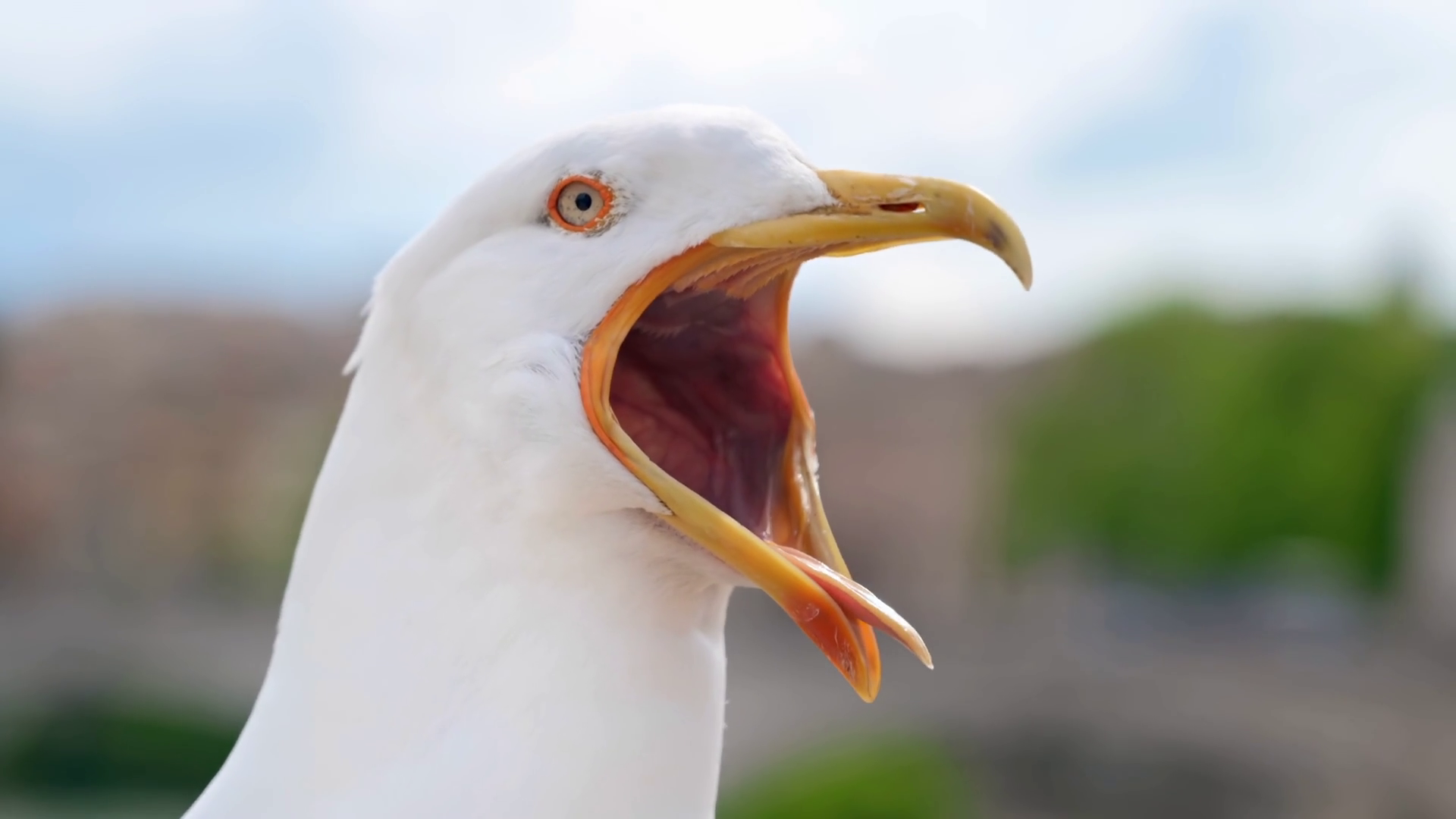 Close View Of Seagul Opening Beak Stock Footage SBV-352445155 - Storyblocks