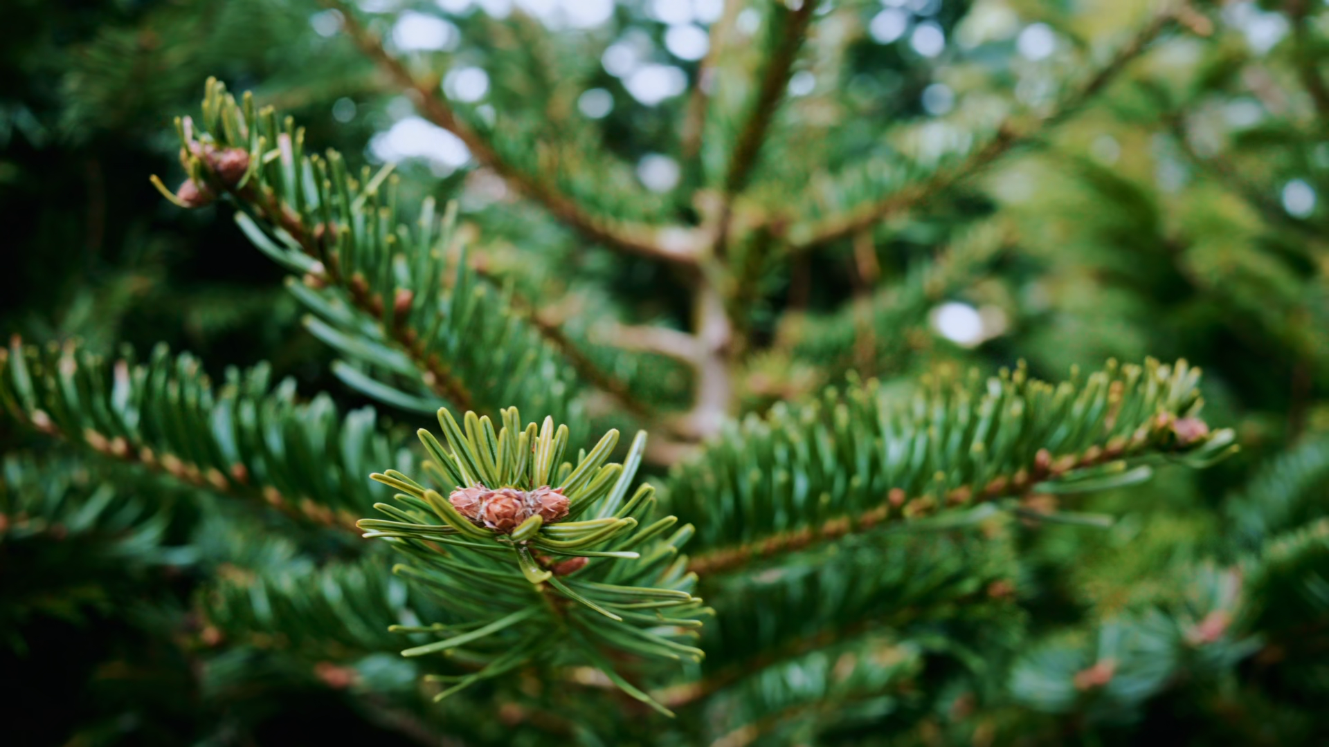 A Detailed Close Up Of Green Fir Tree Stock Footage SBV-353615406 ...