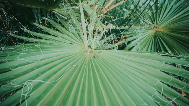 Shadeleaf Stock Footage: Royalty-Free Video Clips - Storyblocks