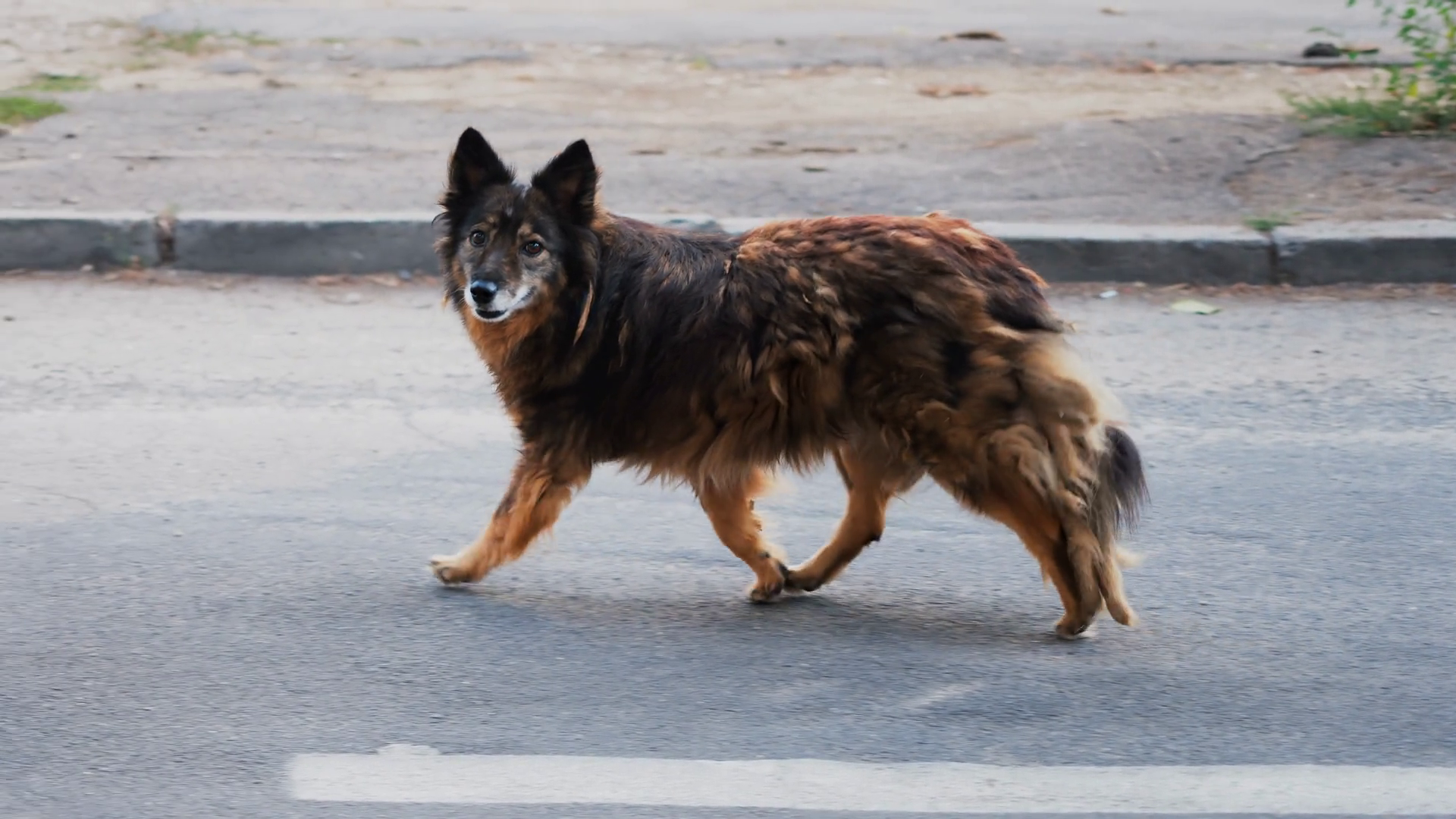 A Fluffy Dog Glancing Back Walking Across Stock Footage SBV-352911063 ...
