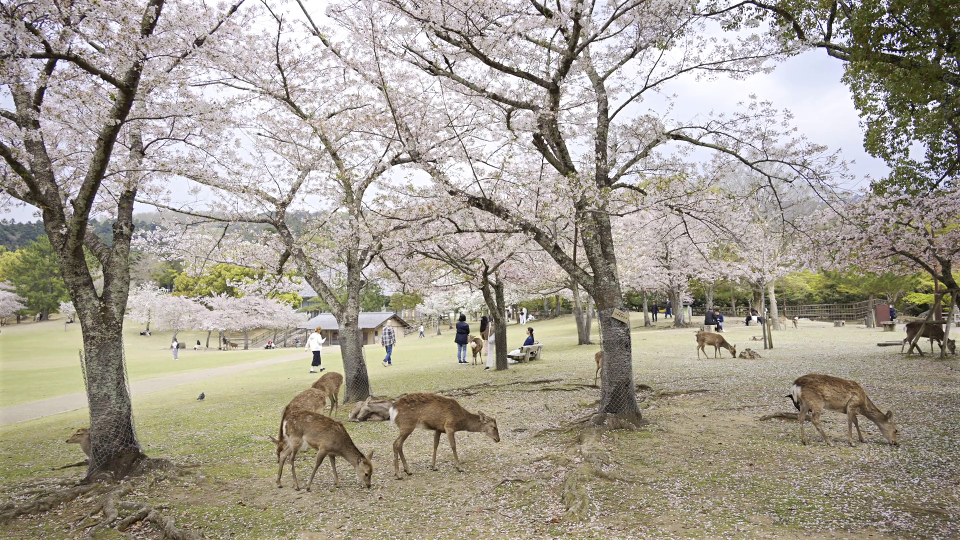 Nara Japan - April 10 2025: Beautiful Cherry Stock Footage SBV ...