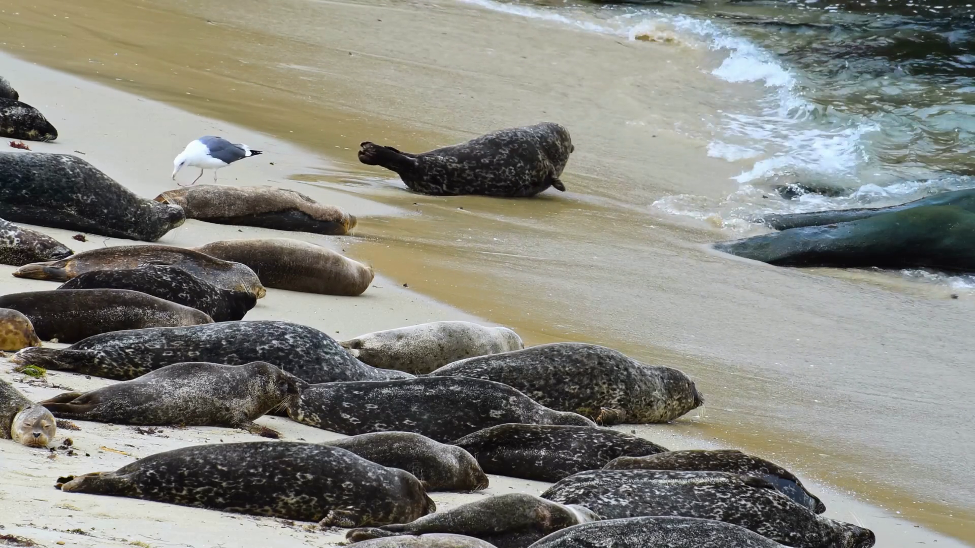 A Big Harbor Seal Crawling To Ocean Waves Stock Footage SBV-352514684 ...
