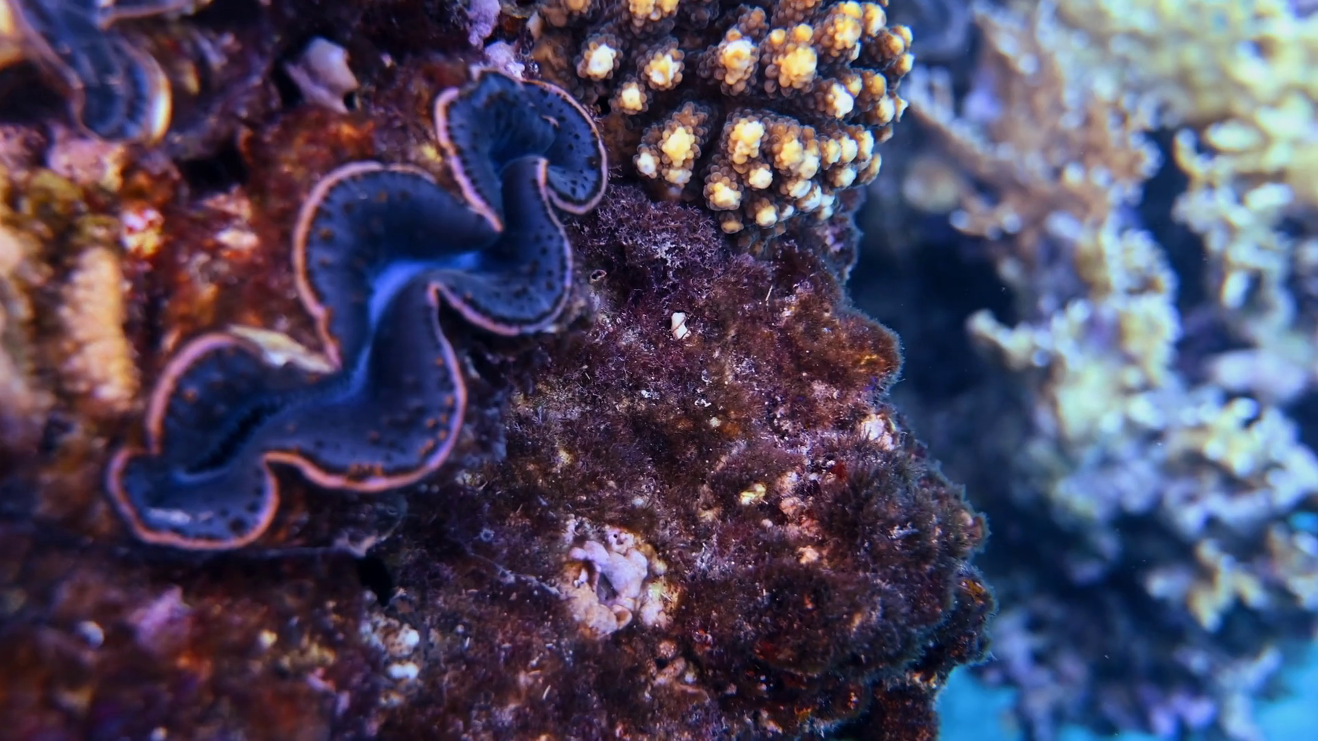 Close Up Of Giant Clam Mollusk Swimming Near Stock Footage SBV ...