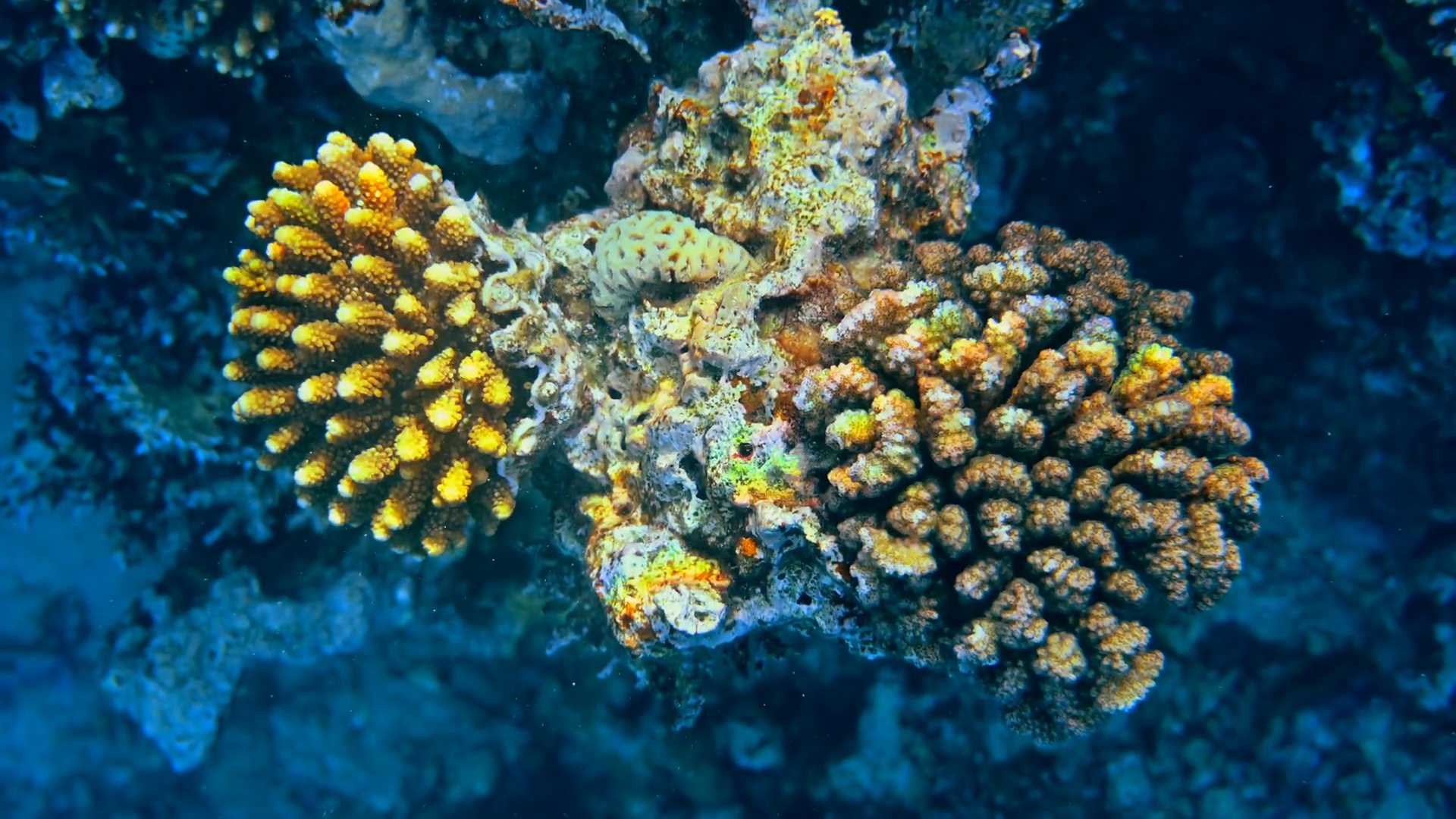 Close Up Of Finger Coral Reef In Red Sea Stock Footage SBV-352470403 ...