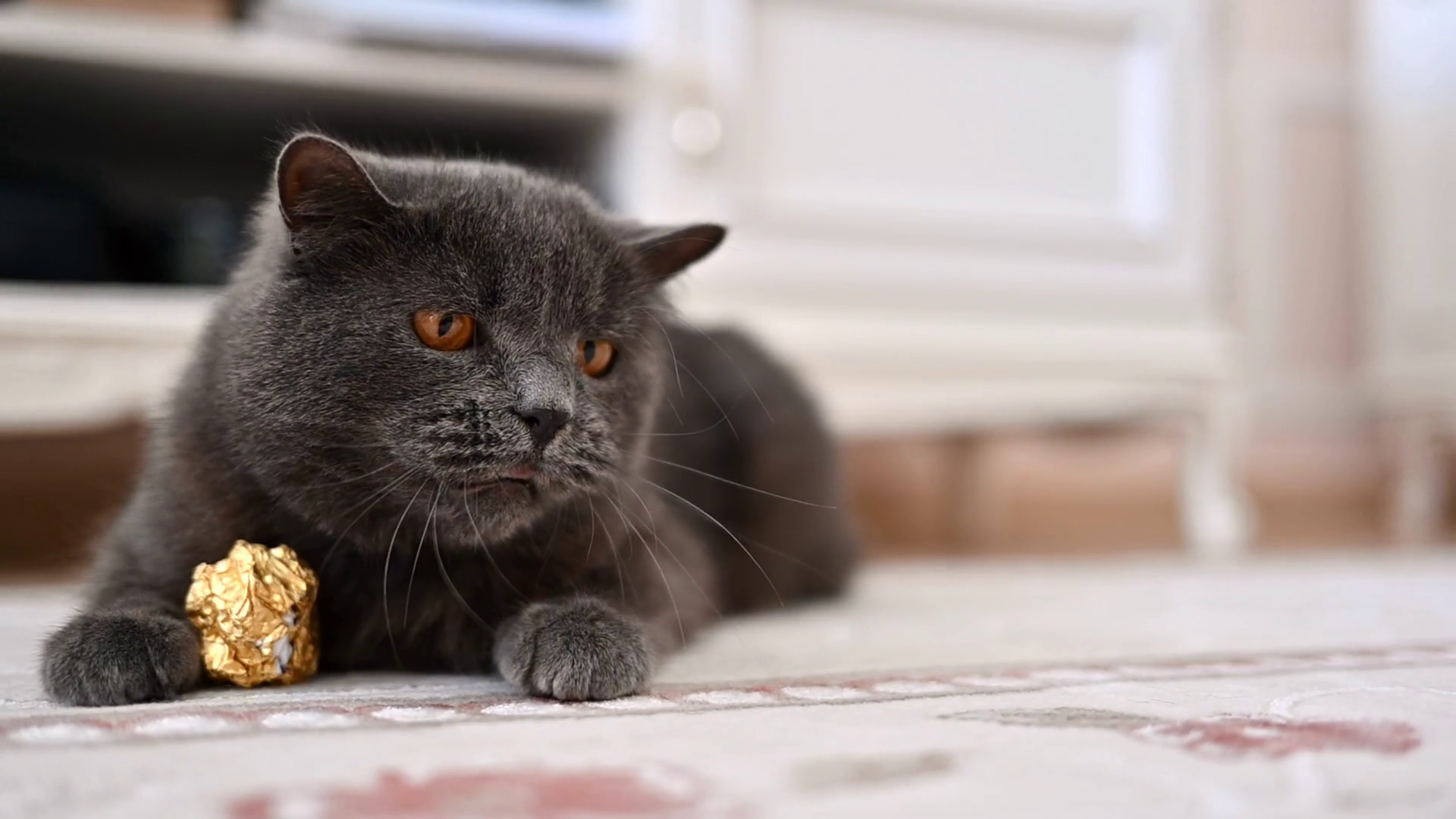 British Shorthair Cat Playing With Gold Stock Footage SBV-352468771 ...