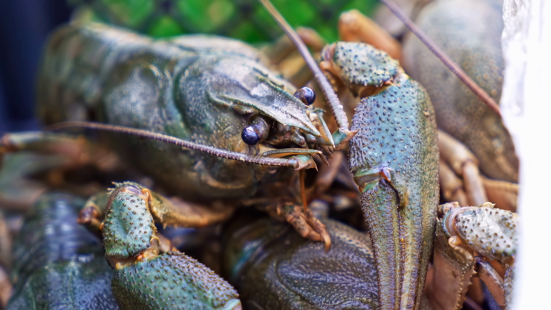 Alive Crayfish In Box On Grass Moving Fresh Stock Footage SBV-352532127 ...