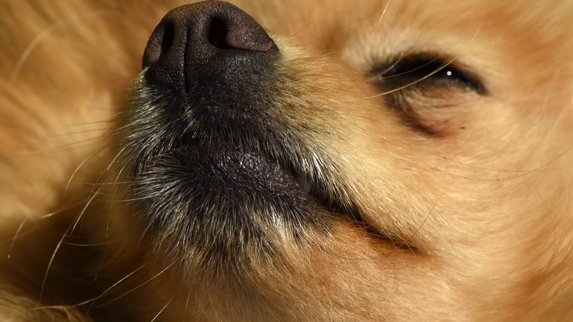 Small Pomeranian Spitz Licks Nose At Stock Footage SBV-352502251 ...