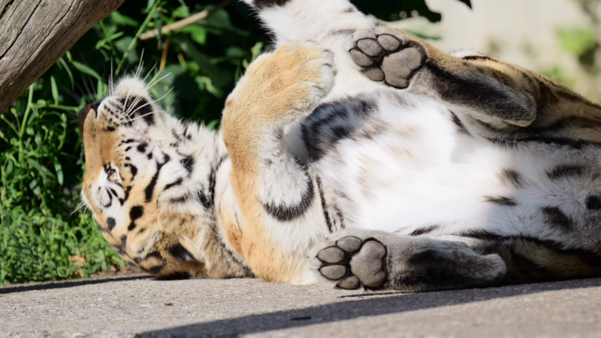 Siberian Tiger Stretching Relaxing On Back Stock Footage SBV-353603276 ...
