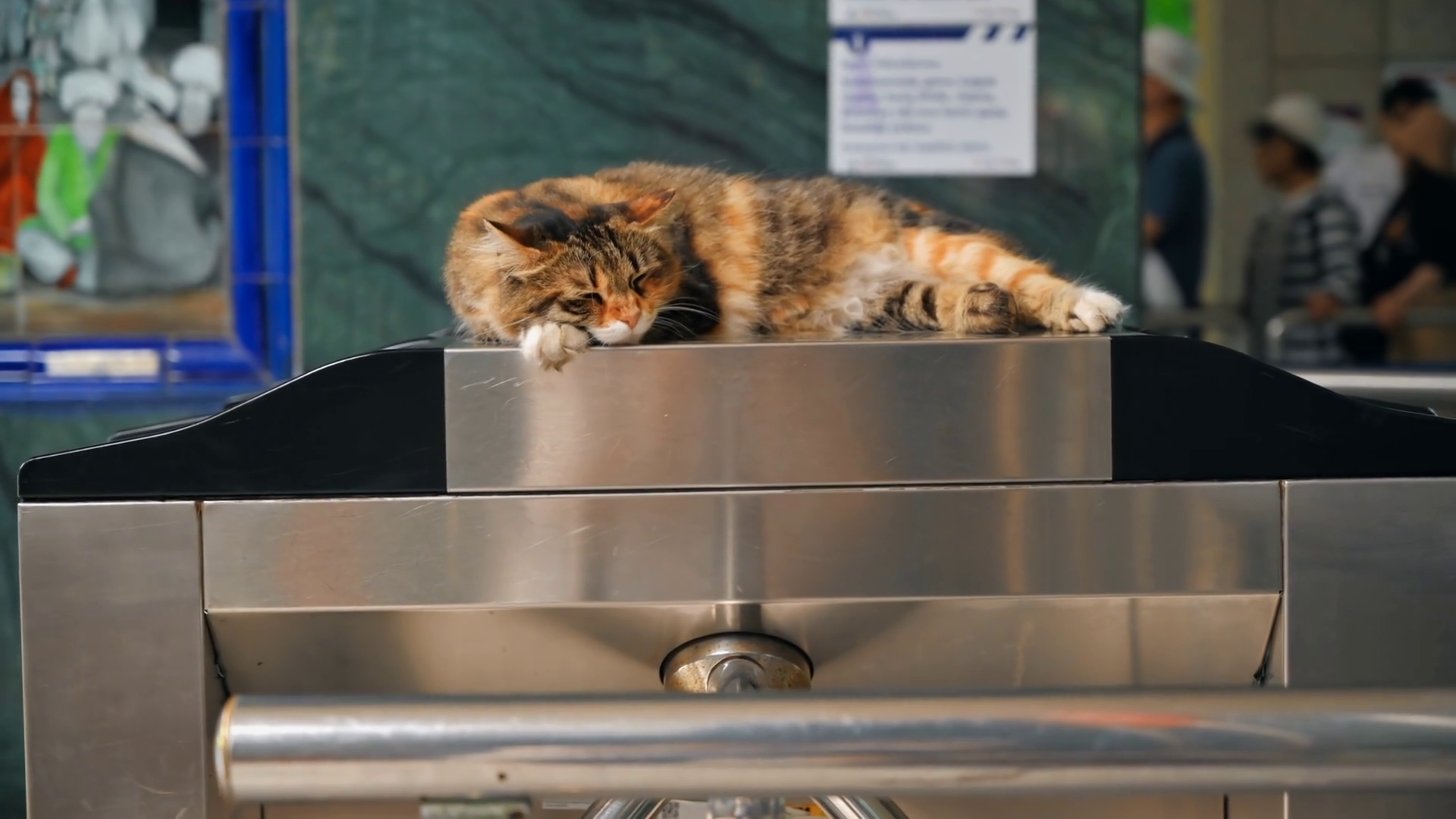 A Street Cat Sleeps On Turnstile Through Stock Footage SBV-352395287 ...