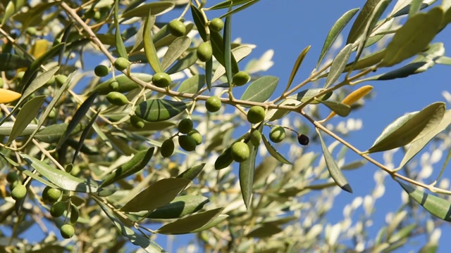 Olive Oil Factory Stock Footage: Royalty-Free Video Clips - Storyblocks