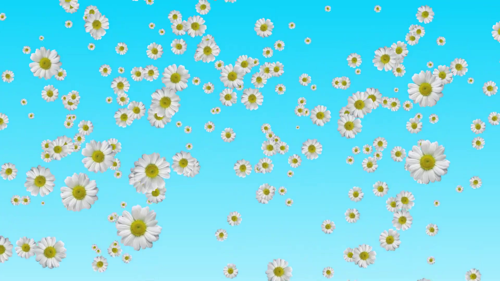 Colorful Flowers Falling Animation Stock Motion Graphics SBV-348442677 ...