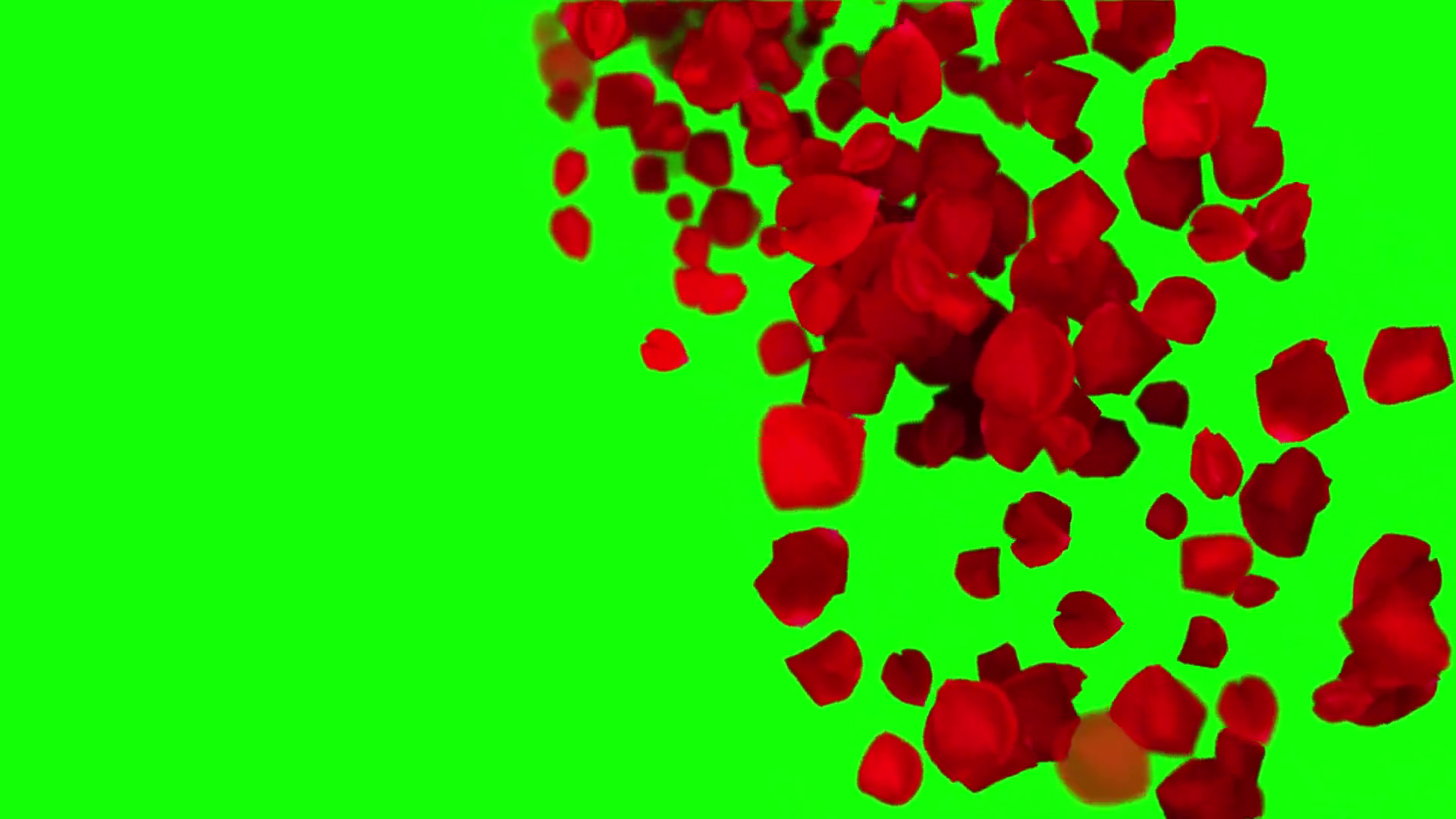 Red Roses Falling Green Screen Effect Stock Motion Graphics SBV ...