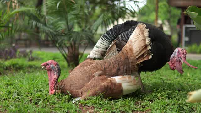 Turkey Bird | Animals stock footage - Storyblocks