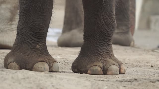 Foot Stomp Stock Footage: Royalty-Free Video Clips - Storyblocks