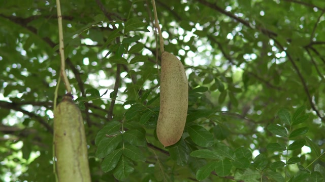 Ripe Fruit | Animals stock footage - Storyblocks