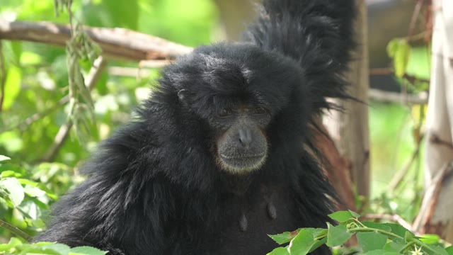 Southeast Asian | Animals stock footage - Storyblocks