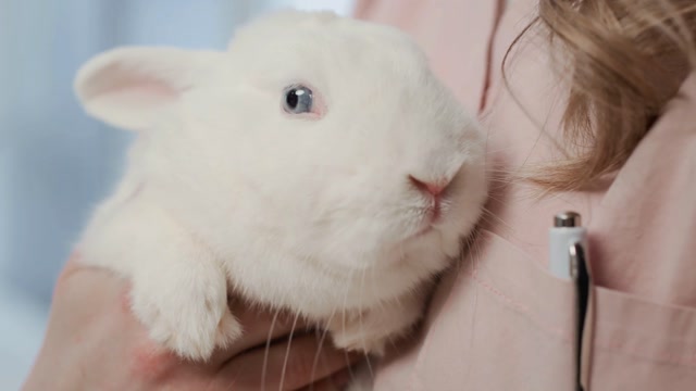 Lab Bunny Stock Footage: Royalty-Free Video Clips - Storyblocks