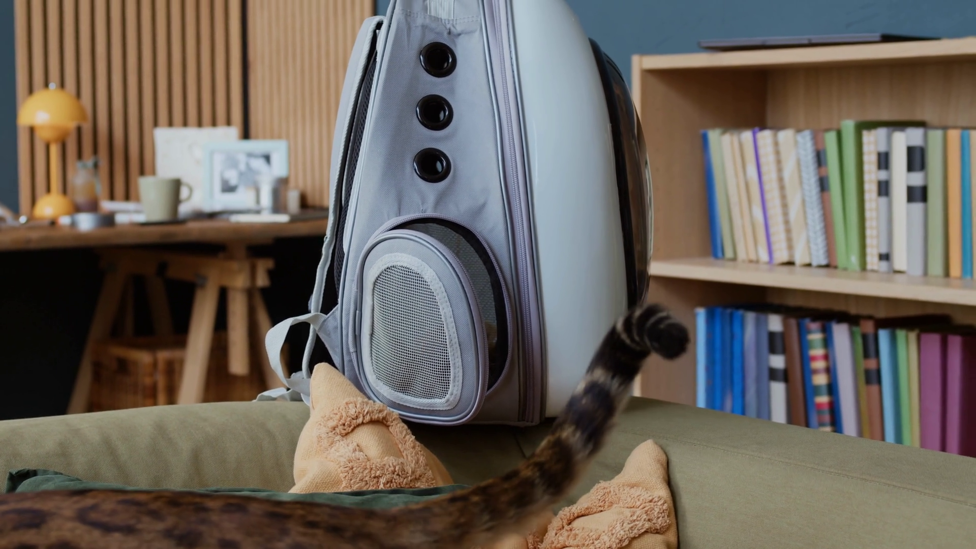 Bengal Cat Stepping Out Of Spaceship Pet Stock Footage SBV-352866818 ...