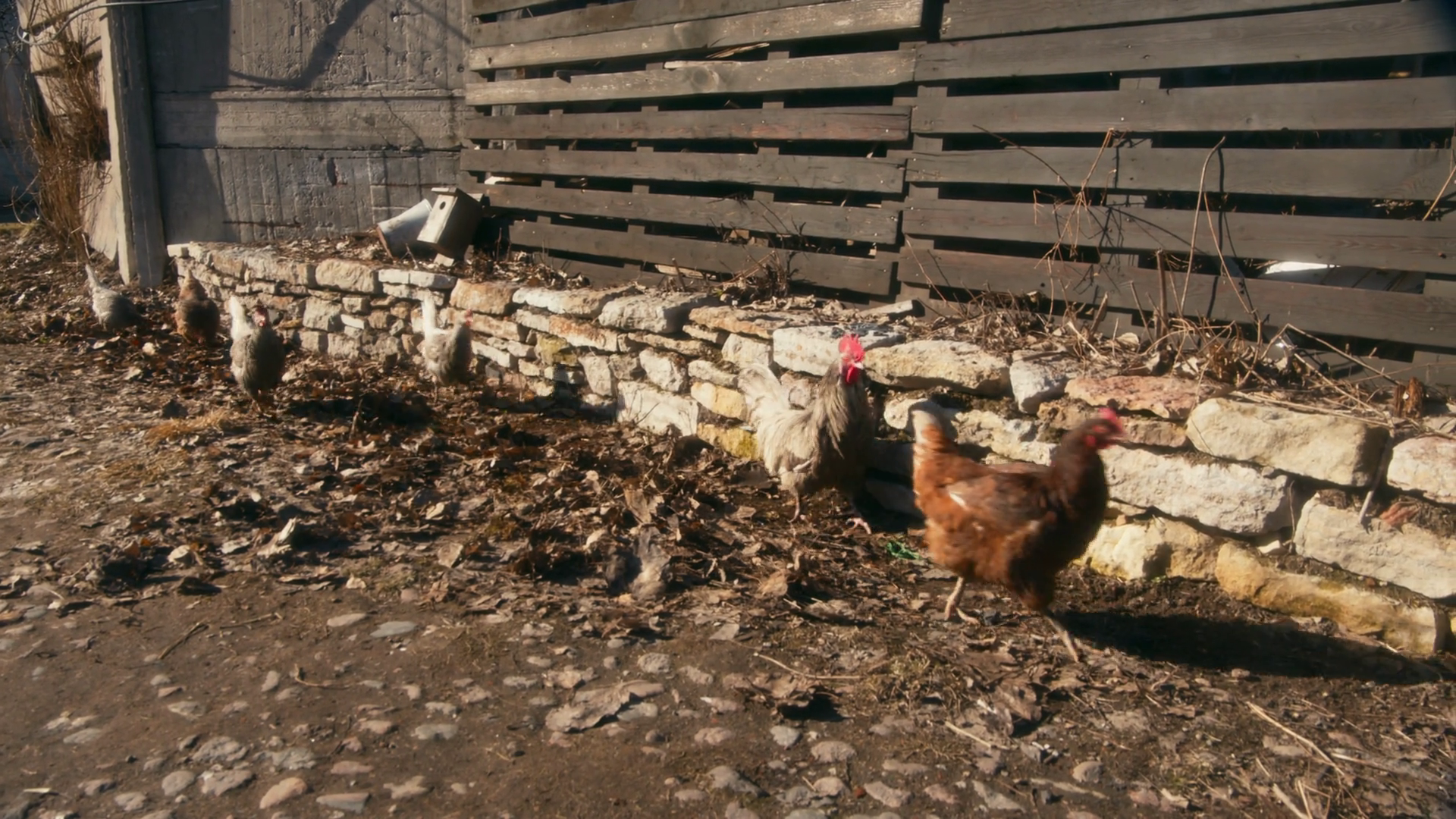 No People Shot Of Free Range Rooster Stock Footage SBV-352166401 ...