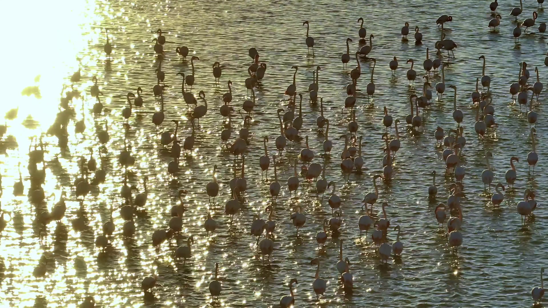 Amazing Aerial View Of Flock Flamingos Stock Footage SBV-352852292 ...