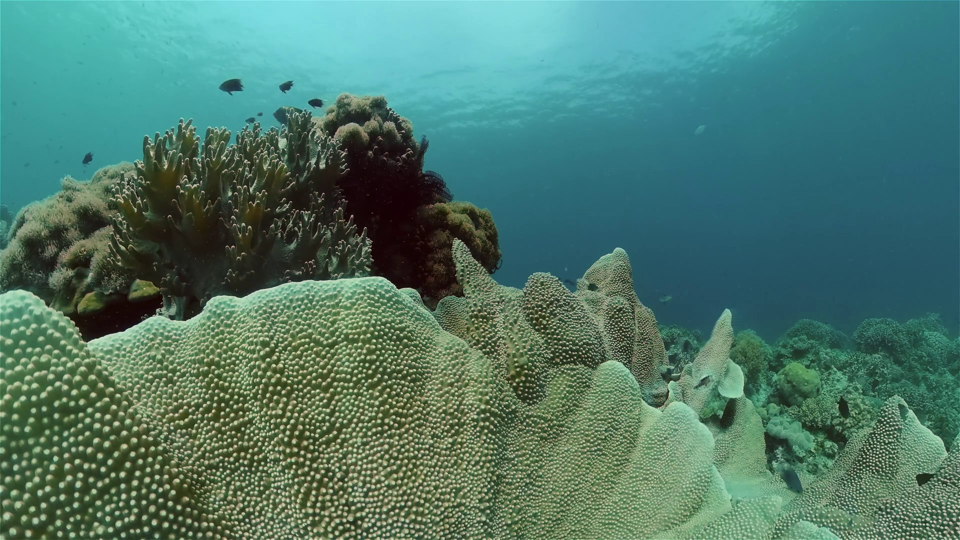 Tropical Fishes Coral Reef Underwater Hard Stock Footage SBV-351961504 ...