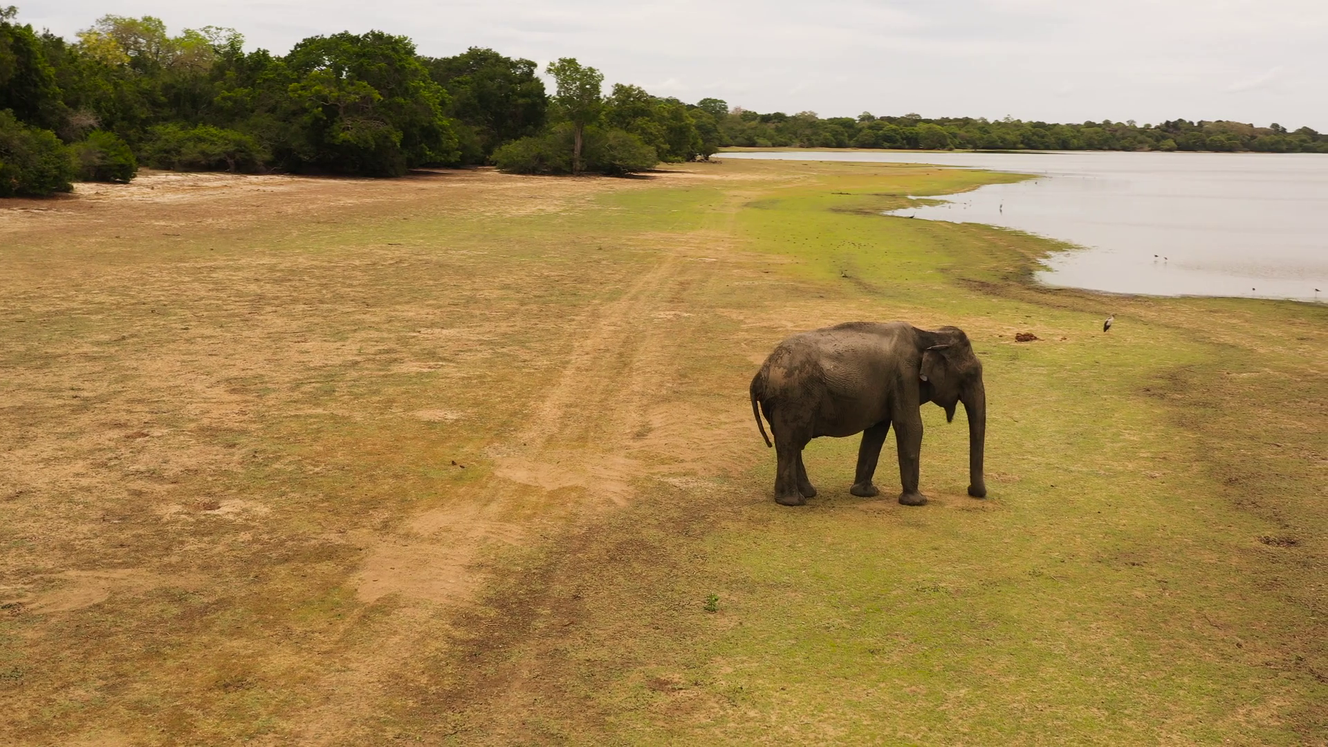 Aerial View Of Elephant In Wildlife Reserve Stock Footage SBV-352261285 ...