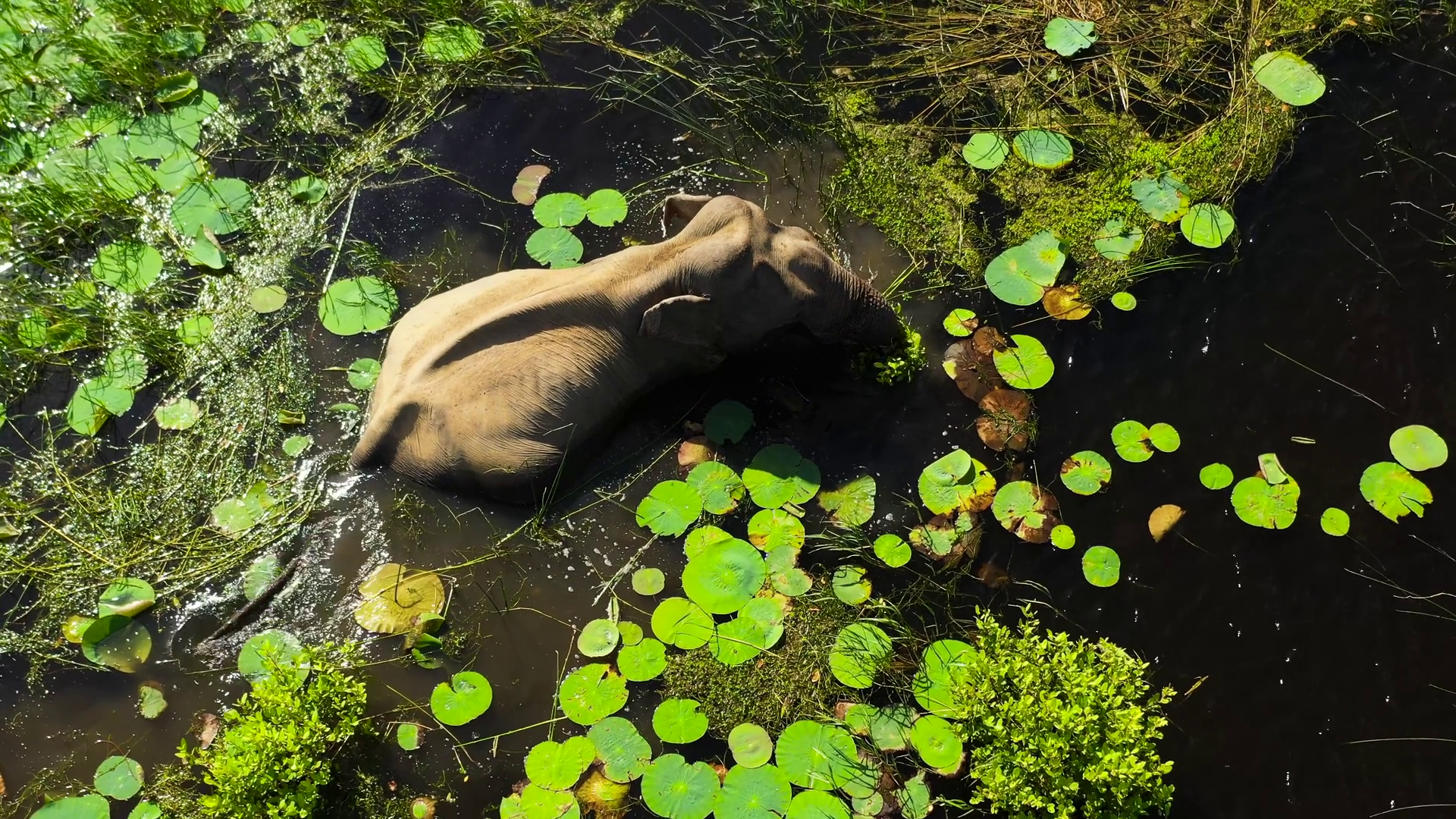 Aerial View Of Elephant In Lake Feeds On Stock Footage SBV-352226963 ...