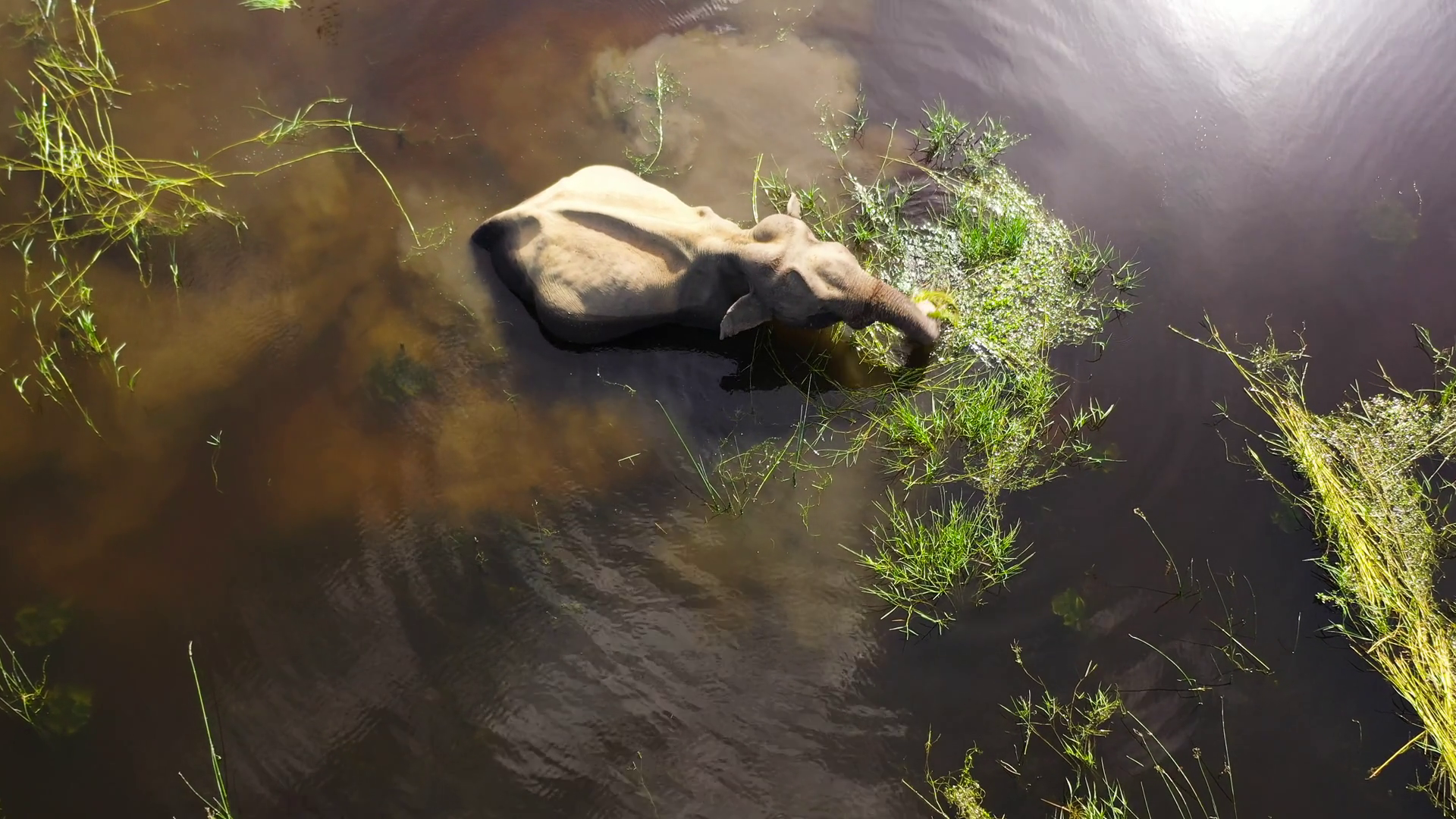 Top View Of Elephant In Lake Feeds On Stock Footage SBV-352241697 ...