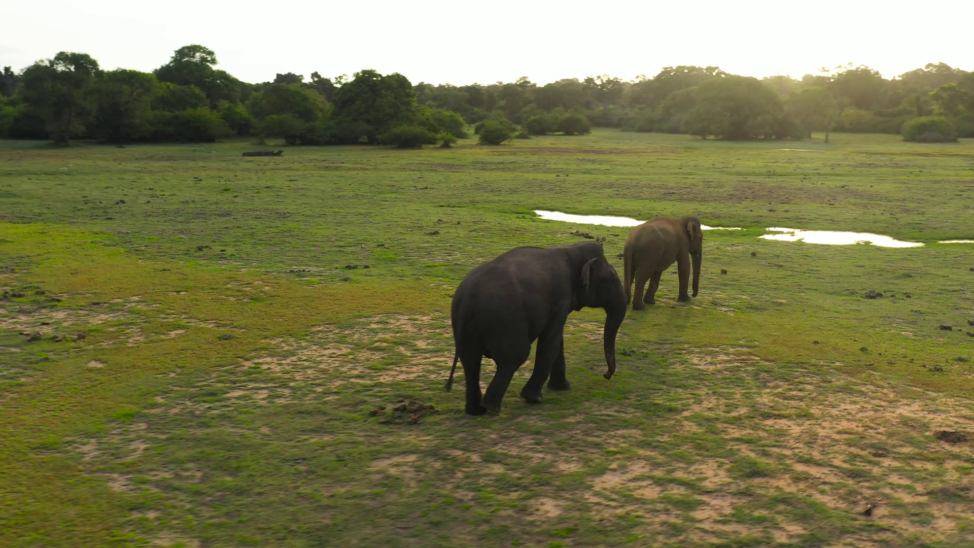 Aerial View Of Elephants Go Into Jungle Stock Footage SBV-352241710 ...