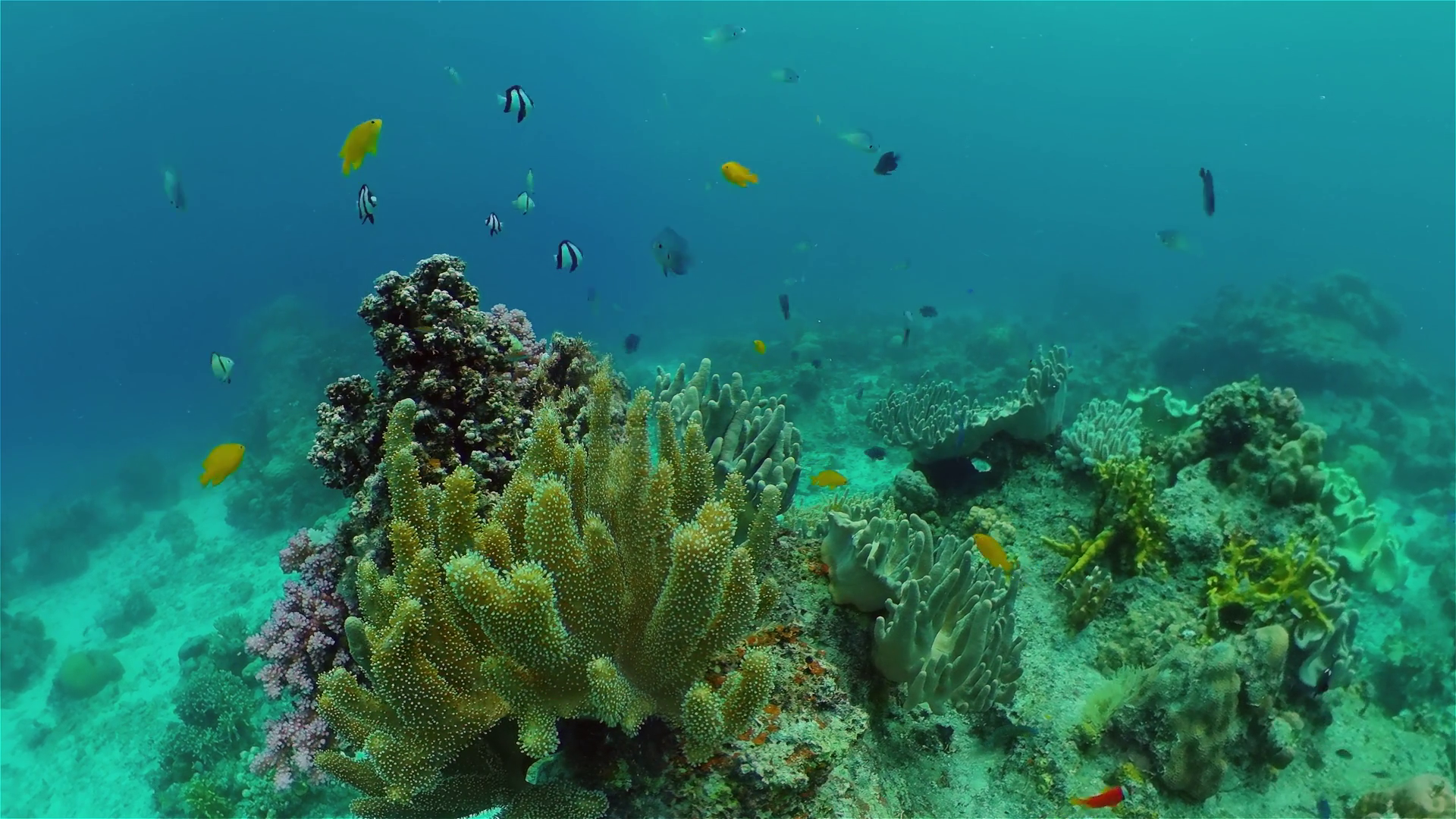 Tropical Fishes Coral Reef Underwater Hard Stock Footage SBV-352226945 ...