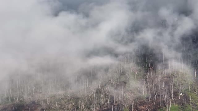 Amazon Rain Forest Fire Stock Footage: Royalty-Free Video Clips ...