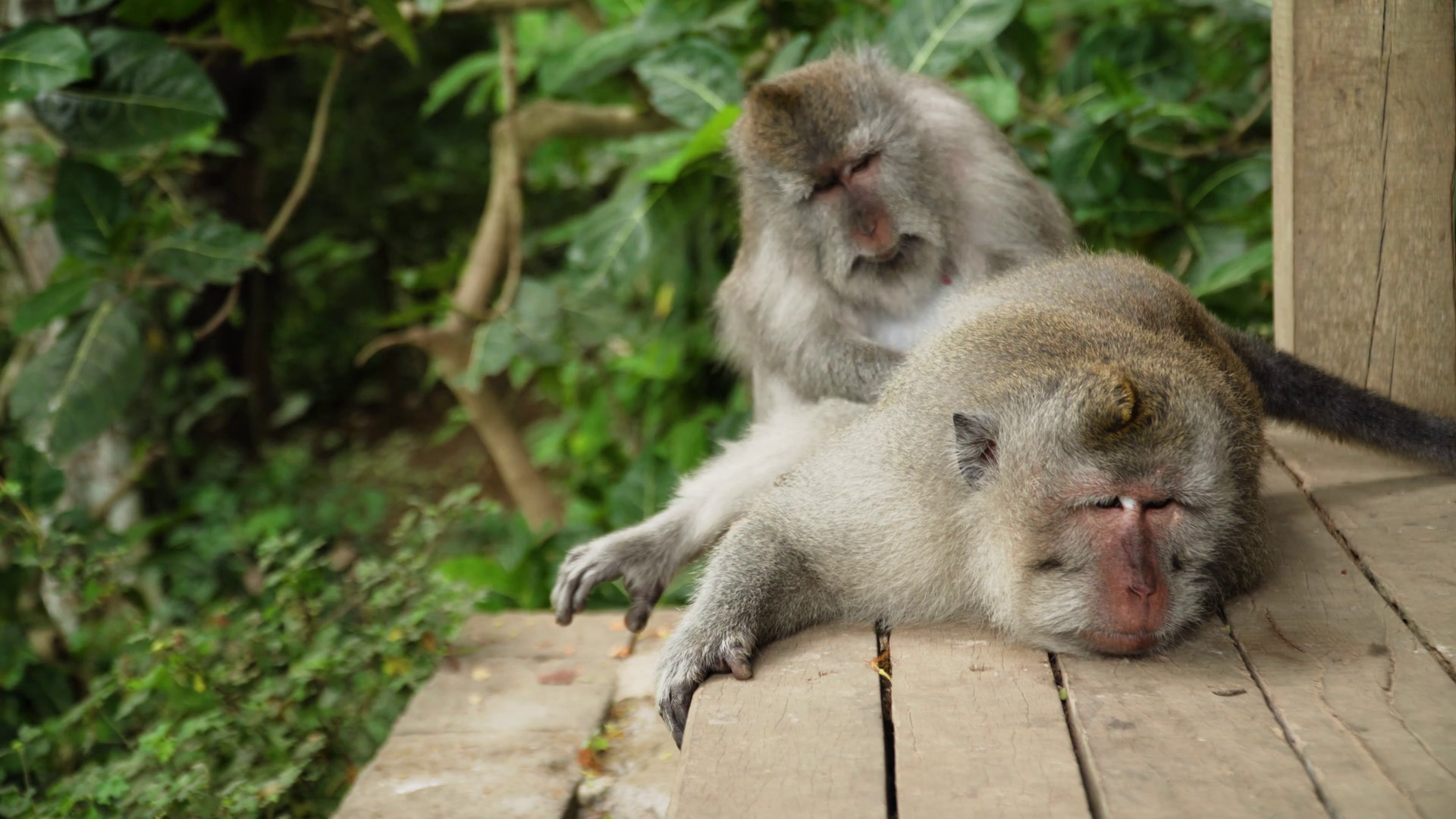 Monkey Macaque In Rain Forest Monkeys In Stock Footage SBV-352213245 ...