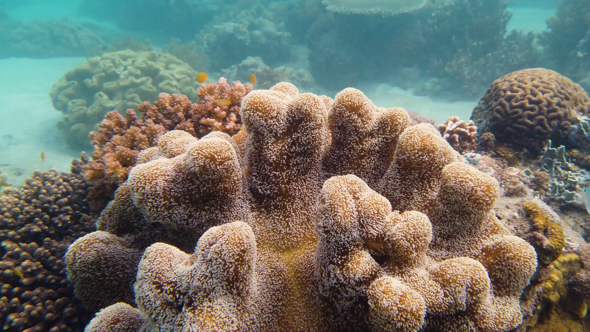 Tropical Coral Reef Fishes Underwater Hard Stock Footage SBV-352280091 ...