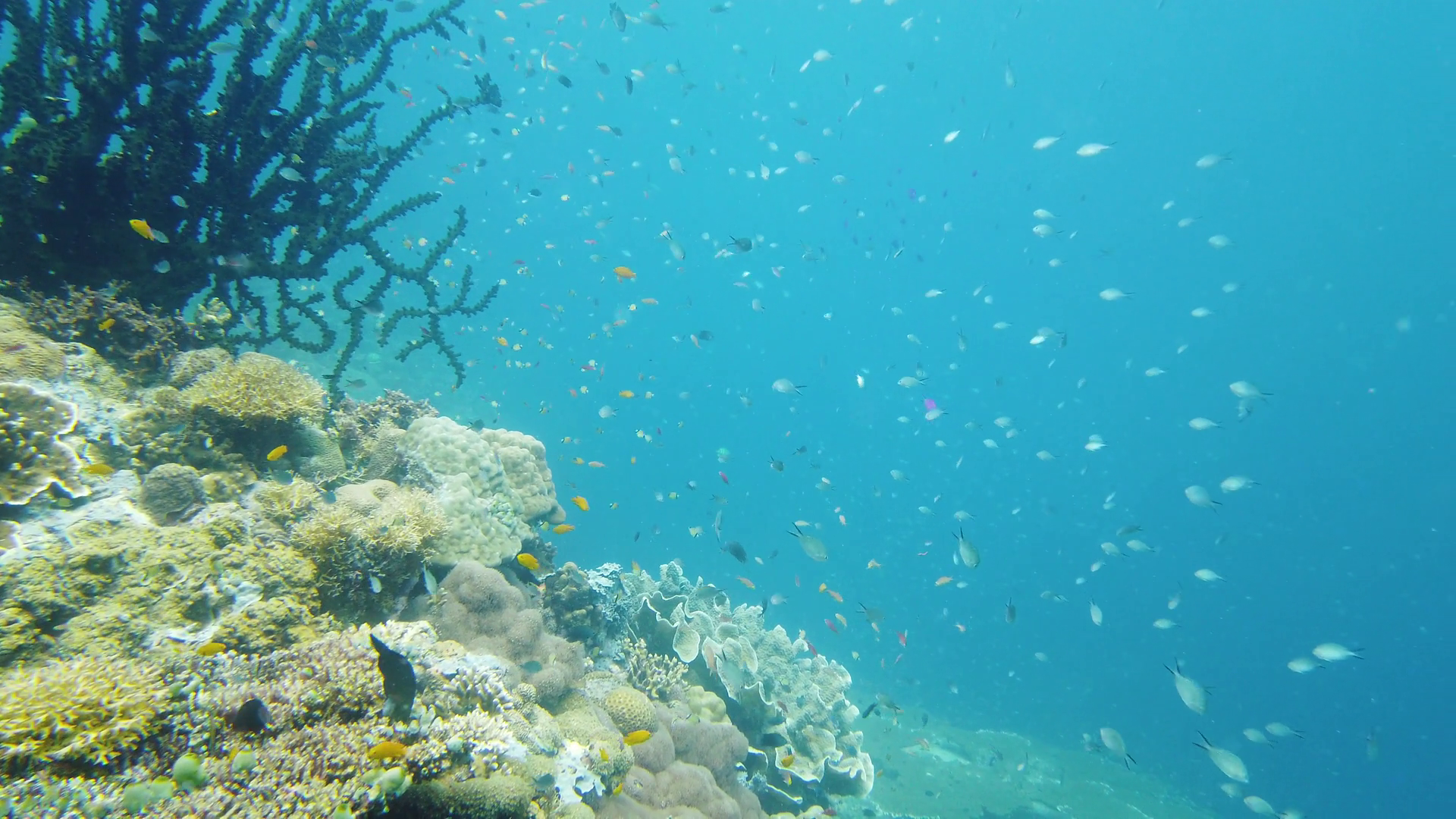 Tropical Fishes Coral Reef Underwater Hard Stock Footage SBV-352260128 ...