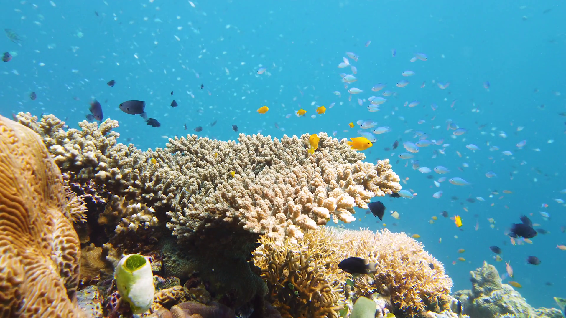 Tropical Fishes Coral Reef Underwater Hard Stock Footage SBV-352251350 ...