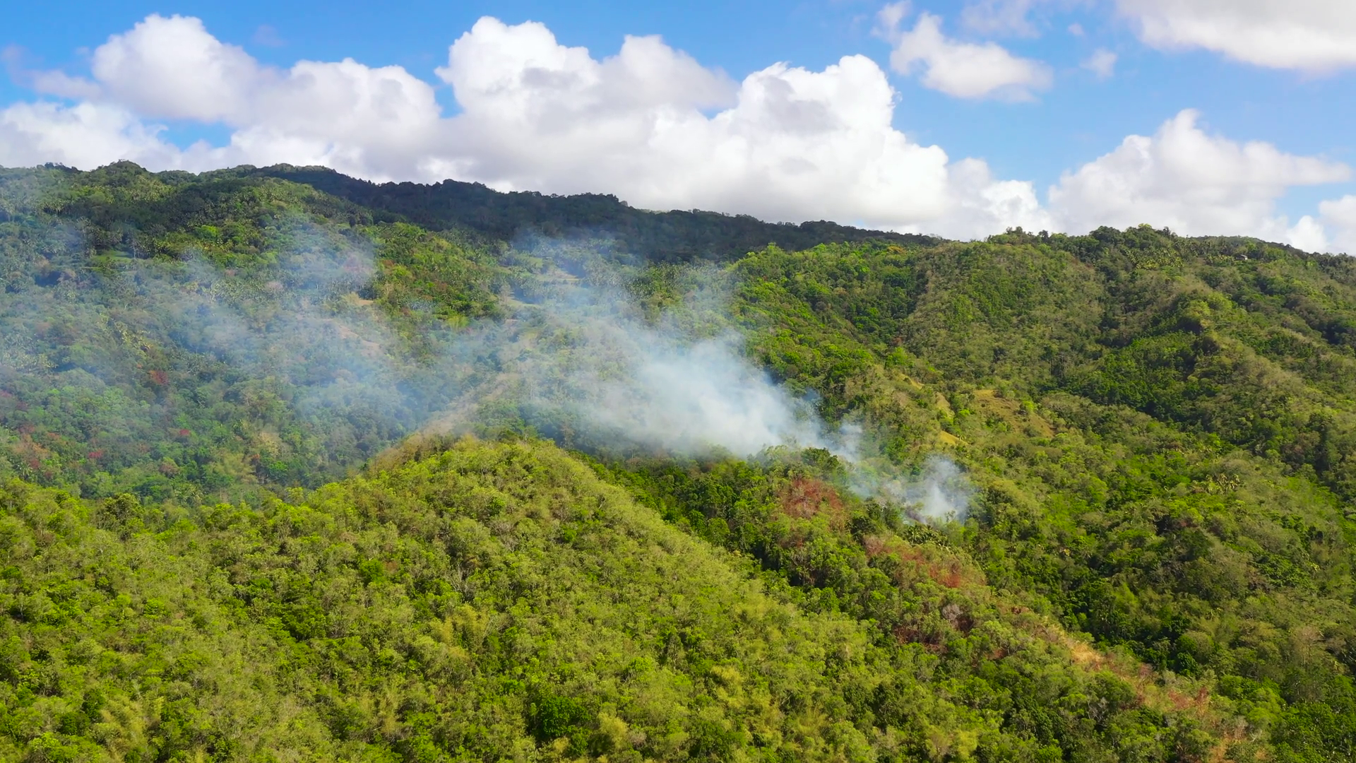 Burning Rainforest Jungle Burning Jungle In Stock Footage SBV-352268634 ...