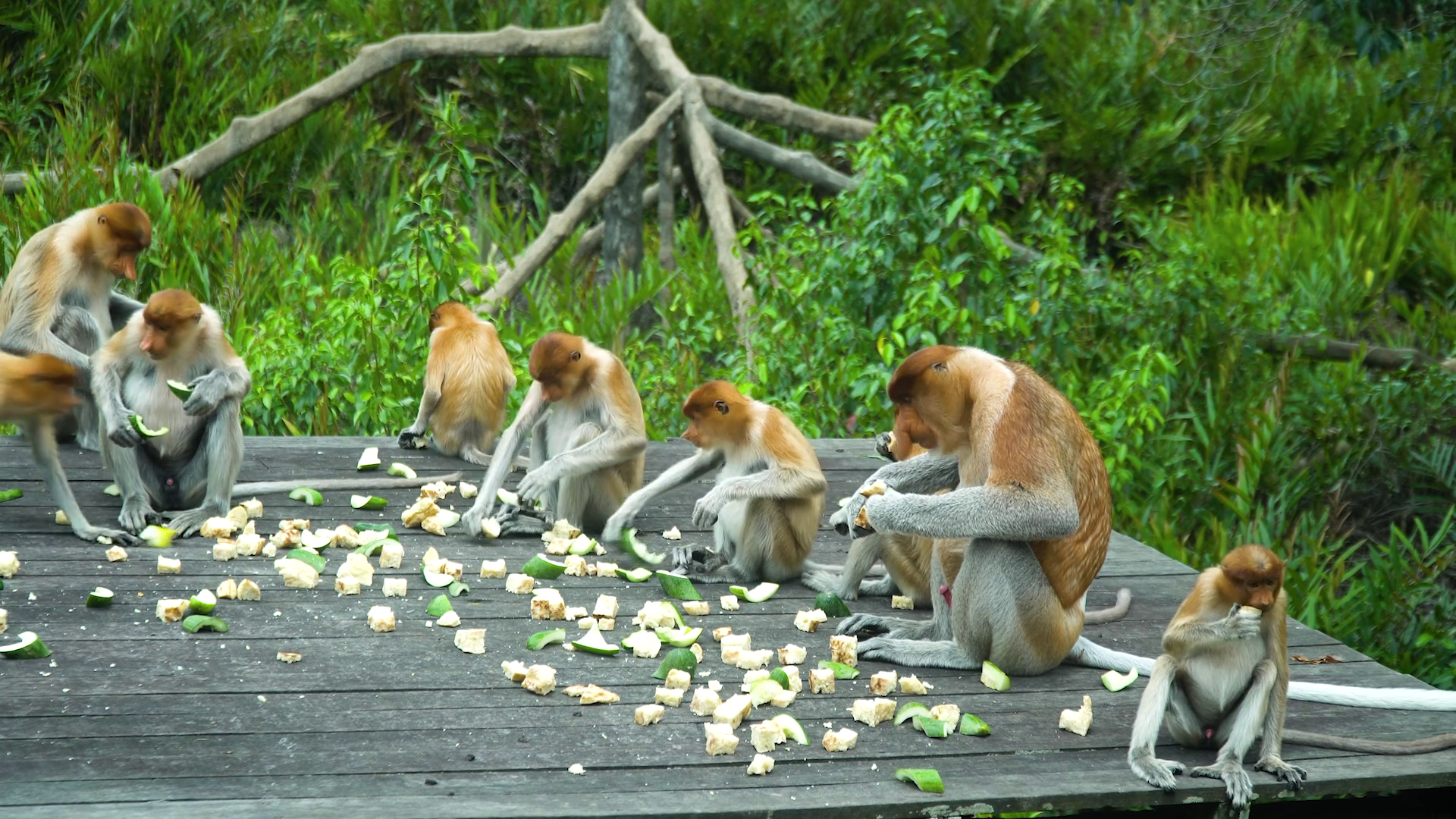 Proboscis Monkey On Platform With Food Stock Footage SBV-352302723 ...