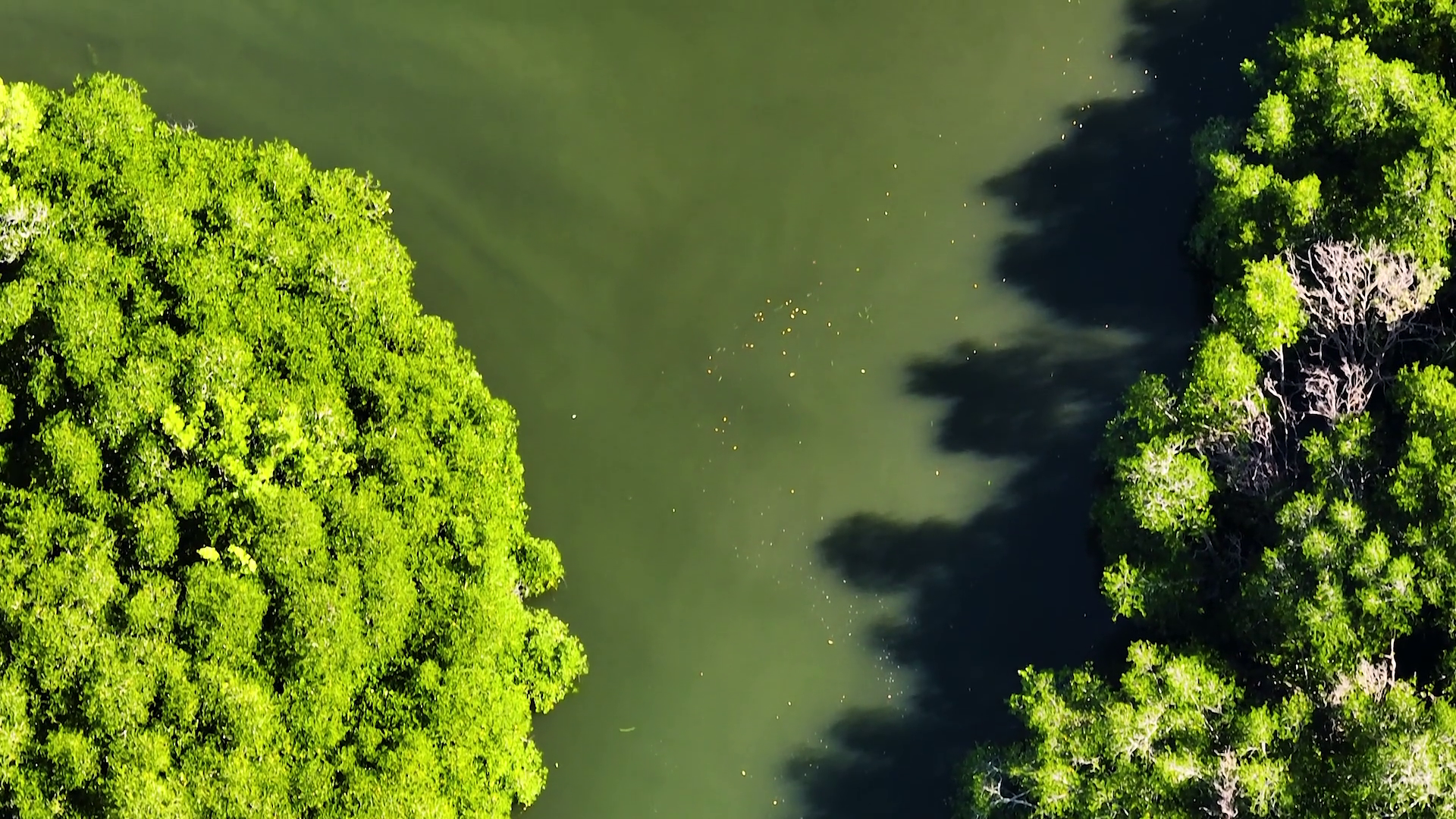 Aerial View Of Rainforest In Wetlands Of Stock Footage SBV-352306858 ...