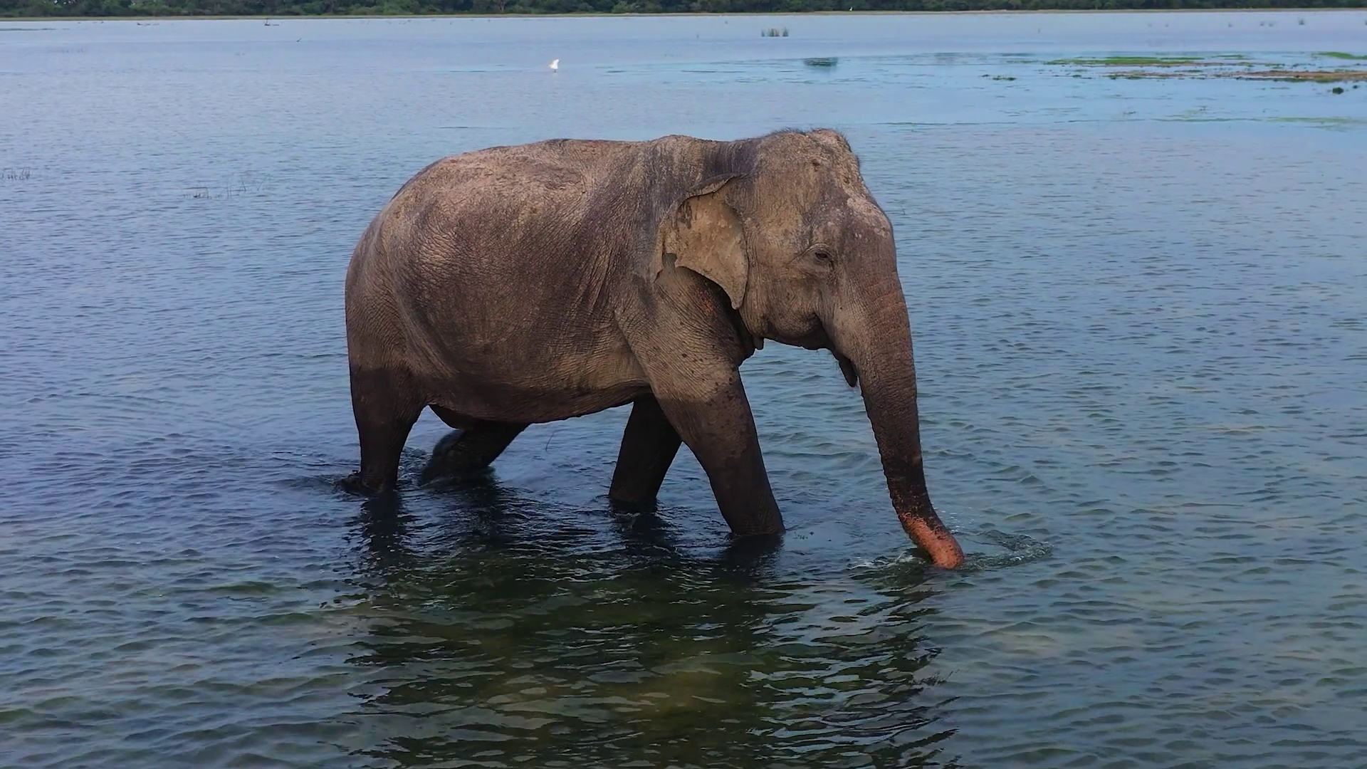 Top View Of Wid Elephant In Lake In National Stock Footage SBV ...