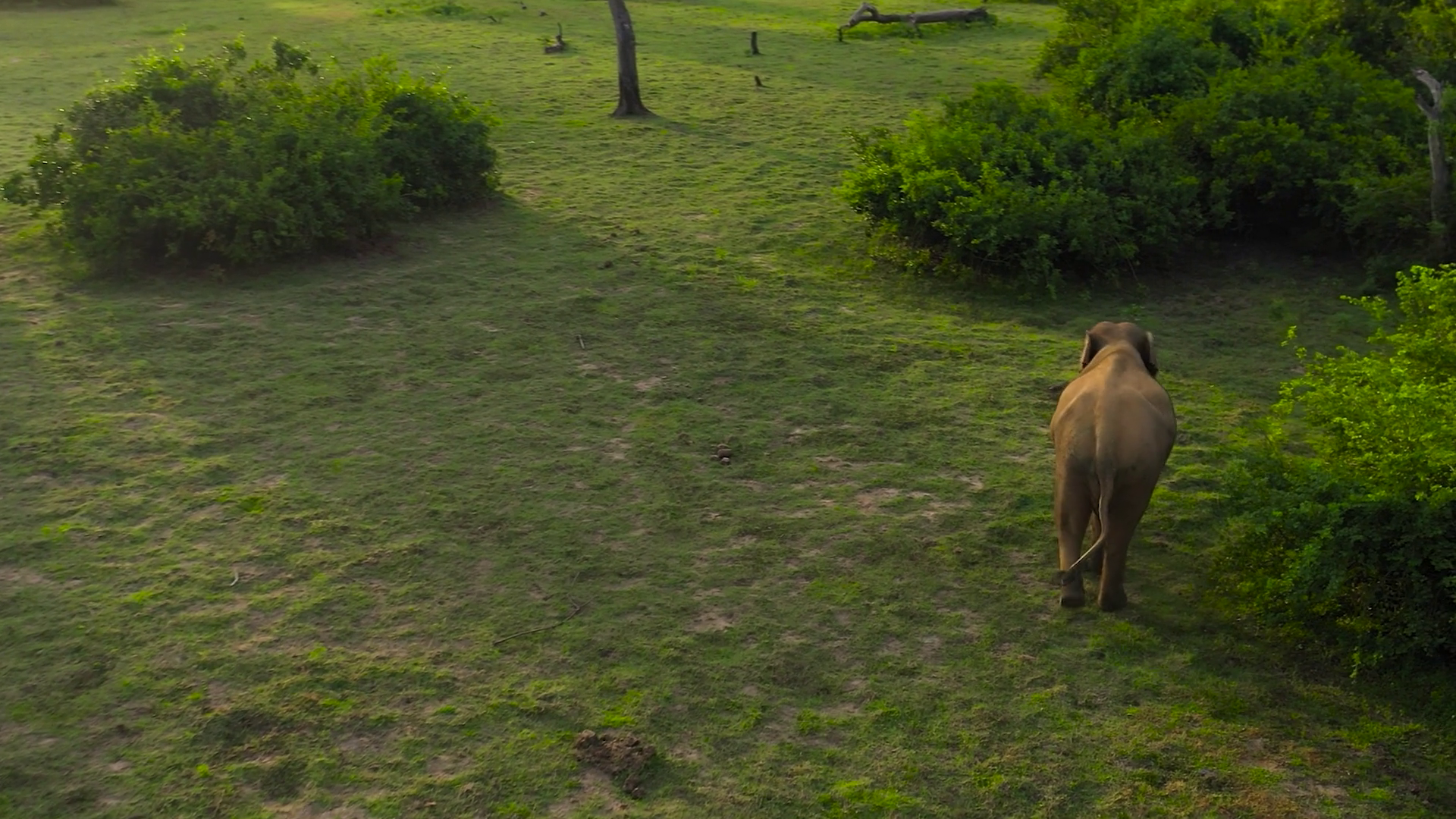 Aerial View Of Young Elephant In Jungle In Stock Footage SBV-352302643 ...