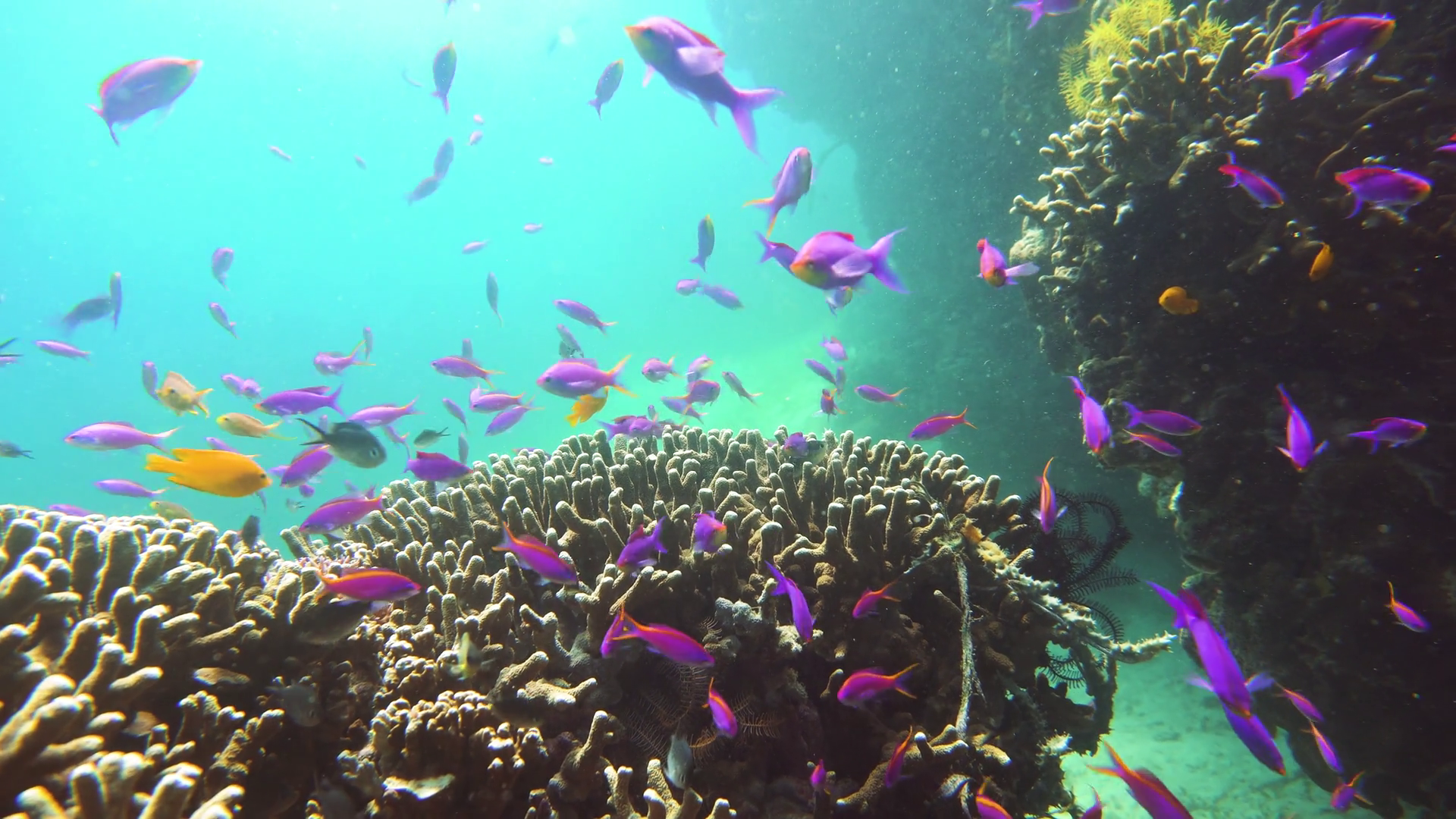 Tropical Coral Reef Fishes Underwater Hard Stock Footage SBV-352323932 ...