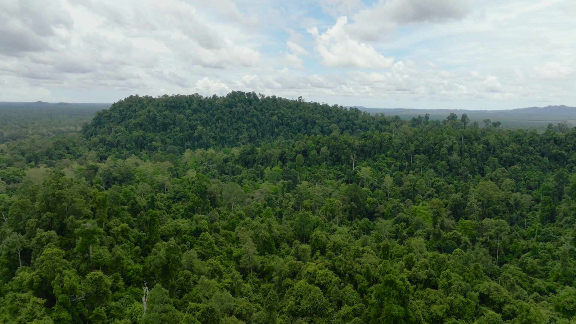 Aerial Drone Of Lowland Tropical Forest Stock Footage SBV-352348279 ...