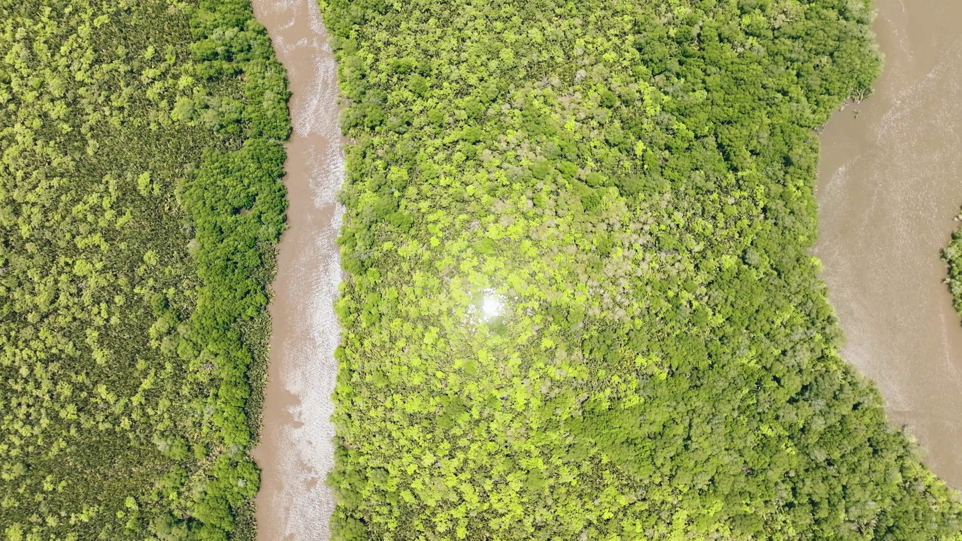 Top View Of Rainforest Jungle In Swamps Stock Footage SBV-352330573 ...