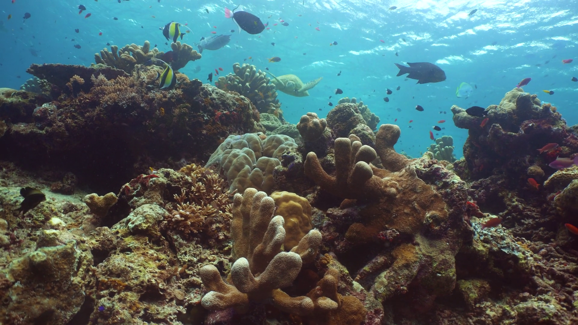 Tropical Coral Reef Fishes Underwater Hard Stock Footage SBV-352732462 ...
