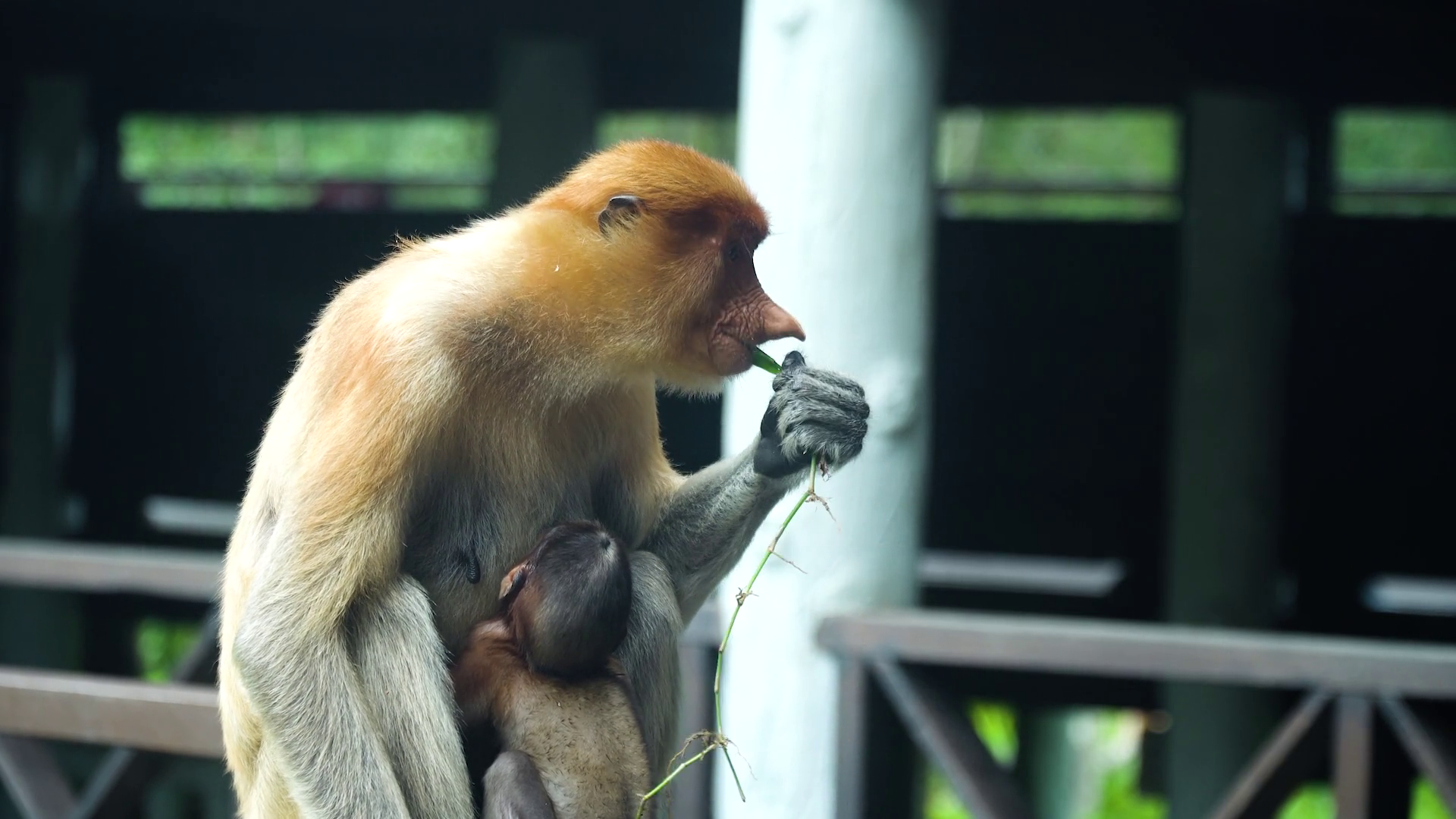 Proboscis Monkey On Island Of Borneo Labuk Stock Footage SBV-352875652 ...