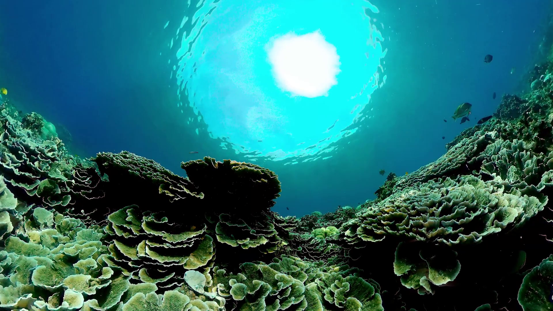 Beautiful Underwater Landscape With Tropical Stock Footage SBV ...