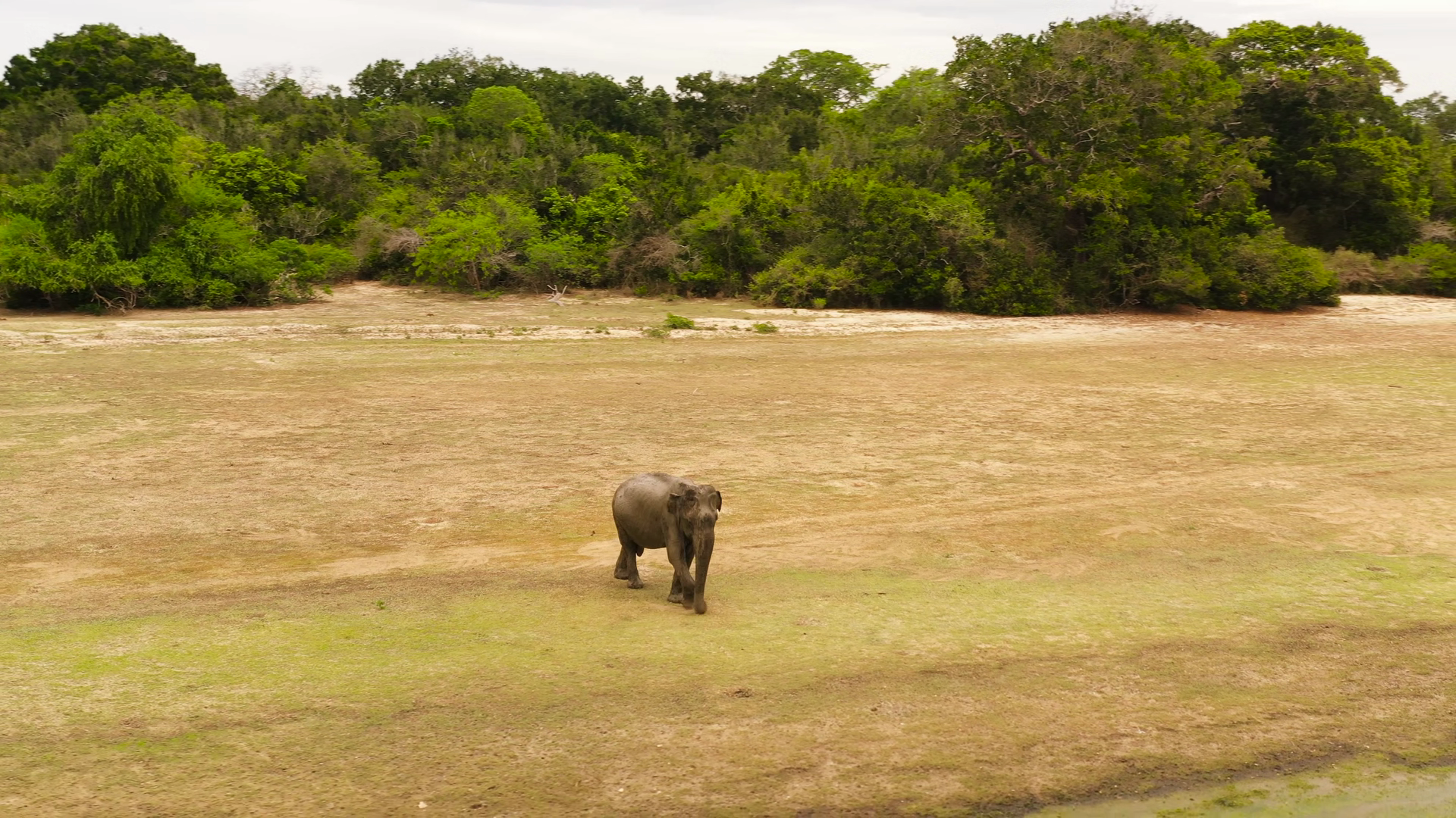 Aerial View Of Elephant In Natural Habitat Stock Footage SBV-353692747 ...